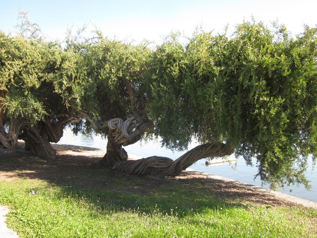 Great Design Tree: Australian Tea Tree