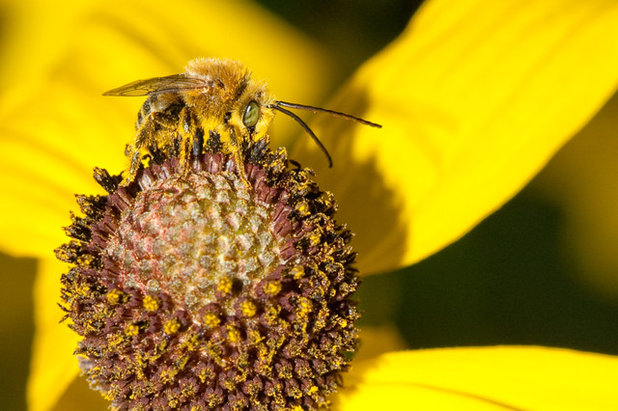Look for Long-Horned Bees on Summer's Flowers