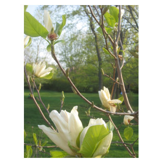 Magnolia virginiana - Modern - Landscape - Philadelphia - by Donald ...