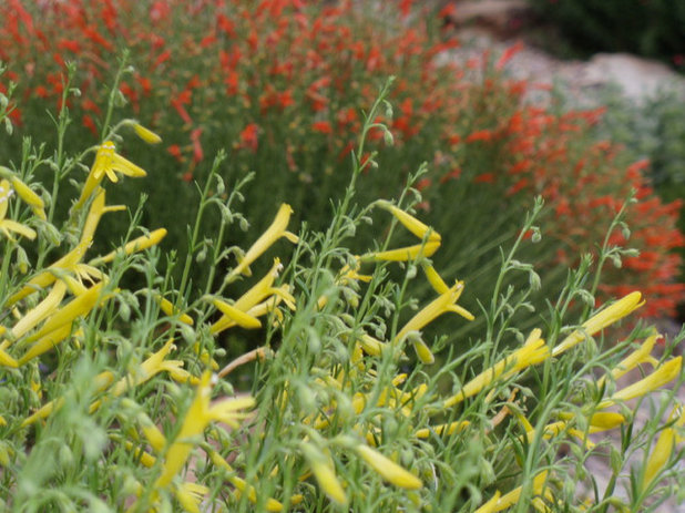 10 Native Ground Covers for Southwestern Landscapes