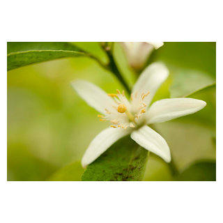Meyer lemon flower, Citrus x meyeri 'Meyer' - Traditional - Landscape ...