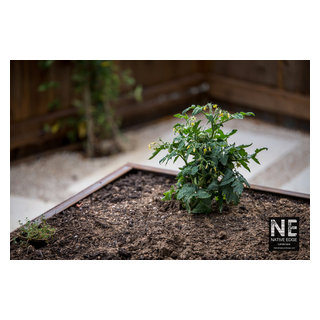 Midtown Commons Courtyard - Modern - Landscape - Austin - by Native ...