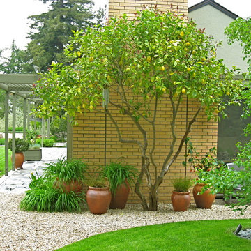 Lemon Tree Landscaping - Photos & Ideas | Houzz