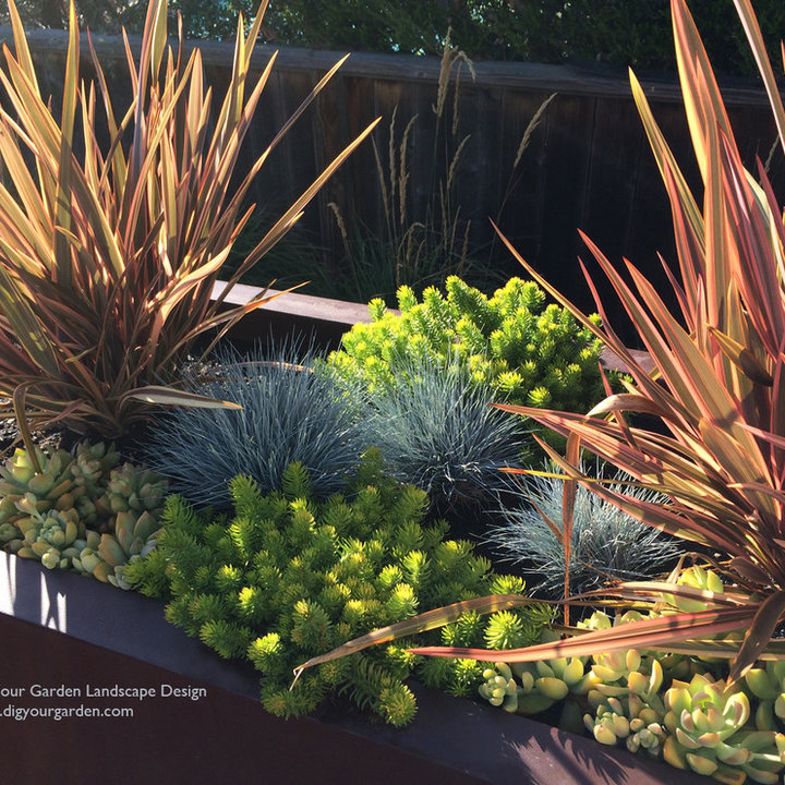 75 Modern Container Garden Ideas You'll Love - September, 2022 | Houzz