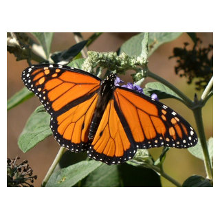 Monarch Butterfly (Danaus plexippus) - Landscape - Other - by Treebeard ...