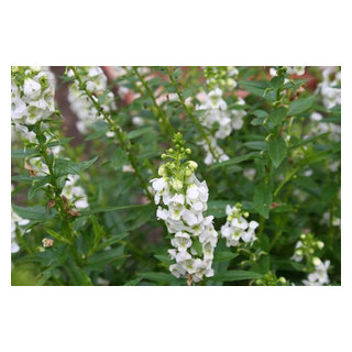 Moon Garden - Traditional - Garden - St Louis - by Kim Gamel | Houzz UK