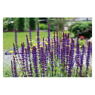 My Gardens - Traditional - Landscape - Burlington - by Paintbox Garden ...