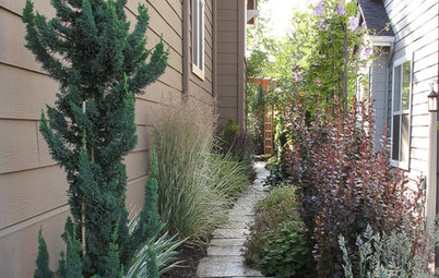 10 Spectacular Trees for Courtyards and Tight Spaces