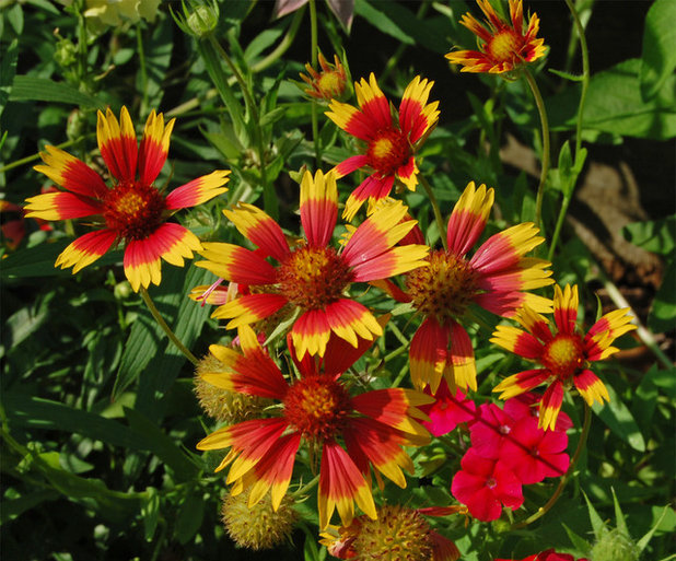 Plant Native Annual Flowers for a Garden Surprise Every Year