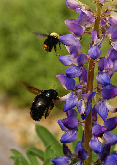 How to Design a Garden for Native Bees