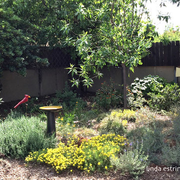 75 Beautiful Australian Native Garden Ideas & Designs - August 2022 ...