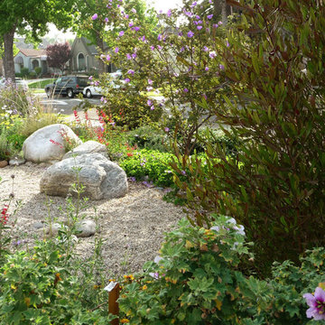 Purple Hopseed Bush - Photos & Ideas | Houzz