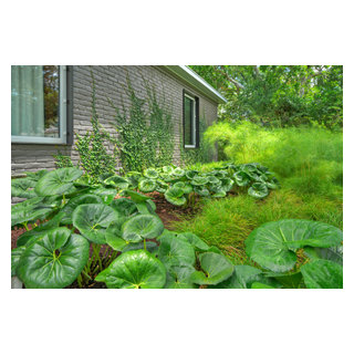 Natural Shade Garden - Contemporary - Landscape - Austin - by Pearson ...