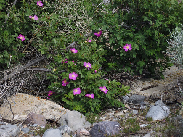Great Design Plant: Rosa Californica