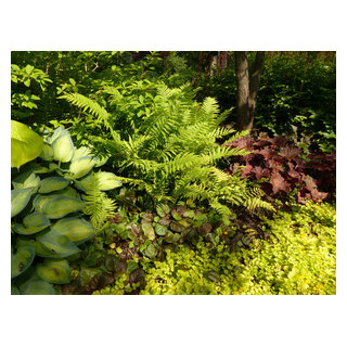 Northbrook Illinois Shade Garden in June - Traditional - Landscape ...