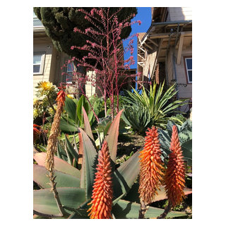 Oakland Succulent Slope Garden - Contemporary - Landscape - San ...