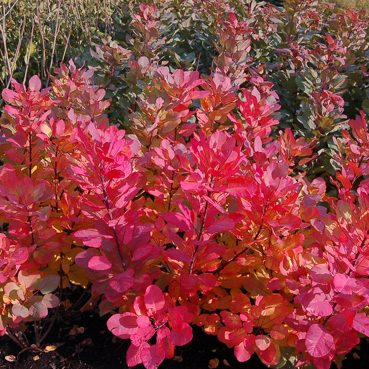 Smoke Bush - Photos & Ideas | Houzz