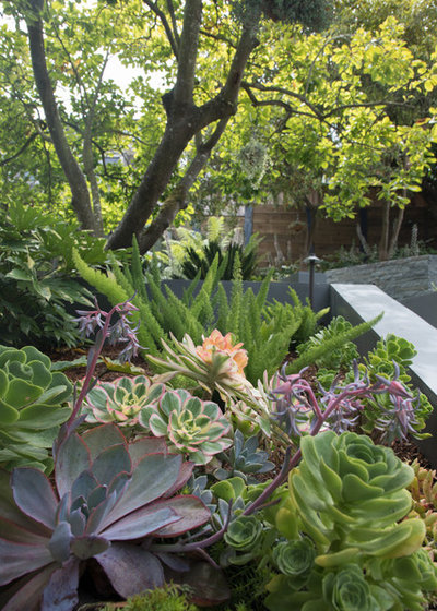 Yard of the Week: Peaceful and Lush Hillside Retreat in the City