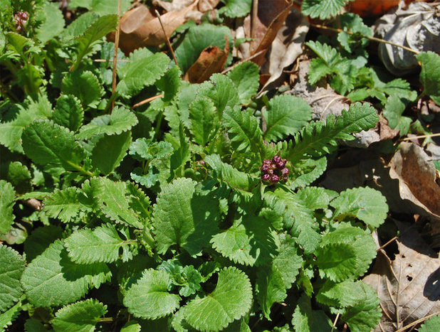 Packera Aurea Puts On a Springtime Show in Sun or Shade
