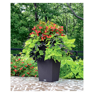 Palm Beach Container Gardens - Transitional - Landscape - Miami - by ...