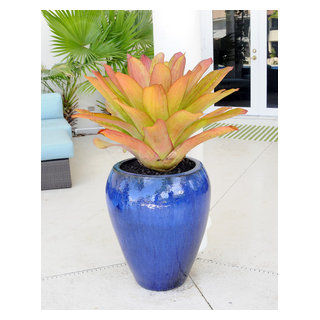 Palm Beach Container Gardens - Tropical - Landscape - Miami - by User ...