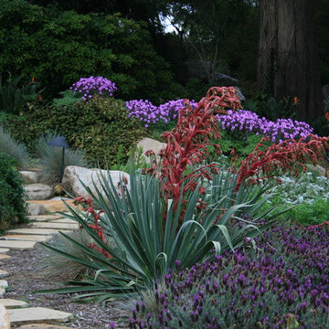 Mexican Geranium - Photos & Ideas | Houzz