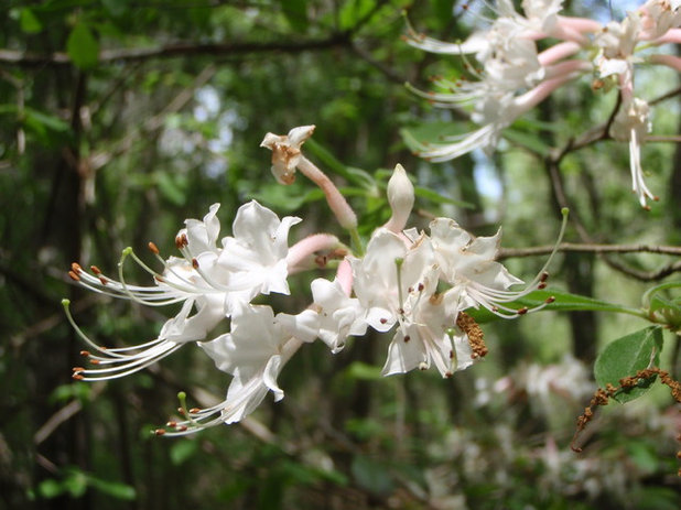 10 Top Native Plants for the U.S. Southeast
