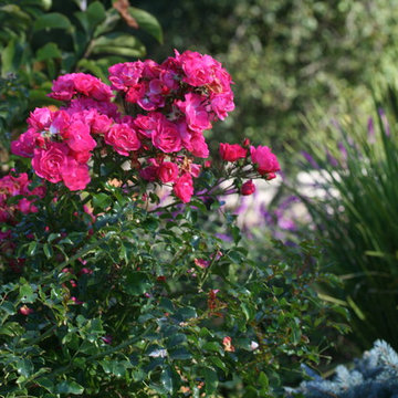 Drift Roses - Photos & Ideas | Houzz