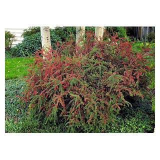 Prostrate Rock Cotoneaster - Traditional - Landscape - Los Angeles - by ...