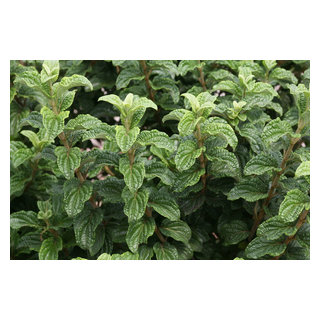 Pucker Up!® Red Twig Dogwood (Cornus) - Landscape - Chicago - by Proven ...