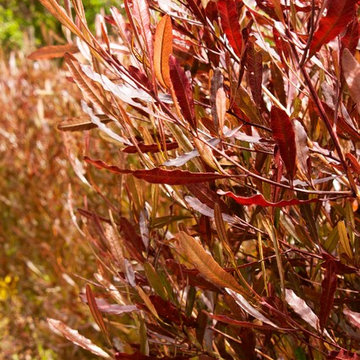 Purple Hopseed Bush - Photos & Ideas | Houzz