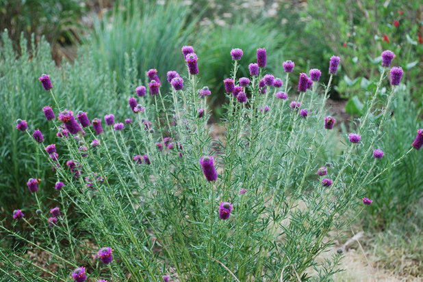 Great Design Plant: Purple Prairie Clover