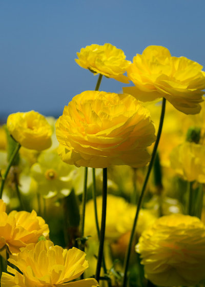 Grow Papery Ranunculus Blooms for Cheery Garden Charm
