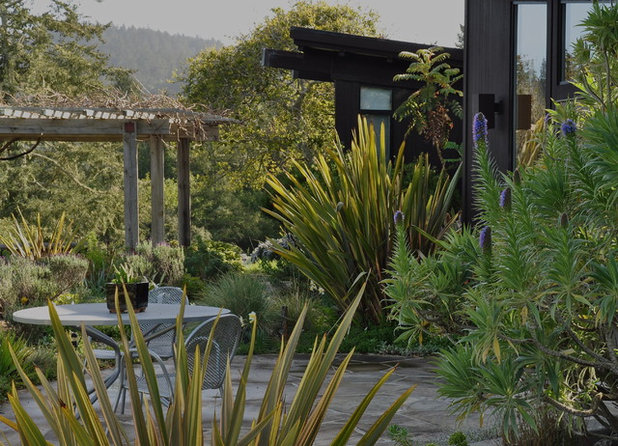 Great Design Plant: New Zealand Flax