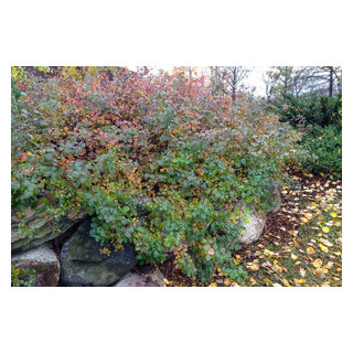 Rhus aromatica ‘Gro-Low‘ - Landscape - Minneapolis - by Pollination ...