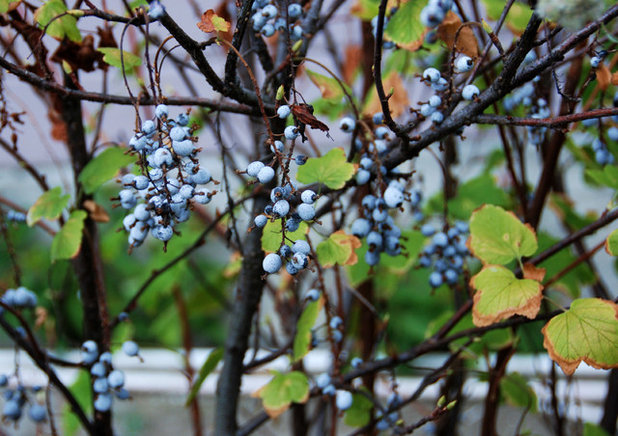 Great Design Plant: Ribes Malvaceum