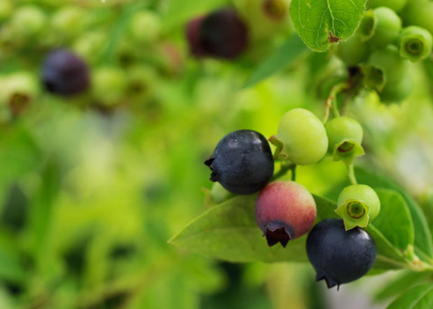 Summer Crop: How to Grow Blueberries