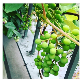 Rooftop Kitchen Garden - Grapes on Rooftop Parapet - Jardín - Nueva ...