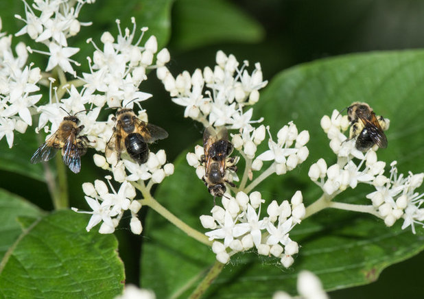 Cornus Rugosa, an Understated, Elegant Native Dogwood