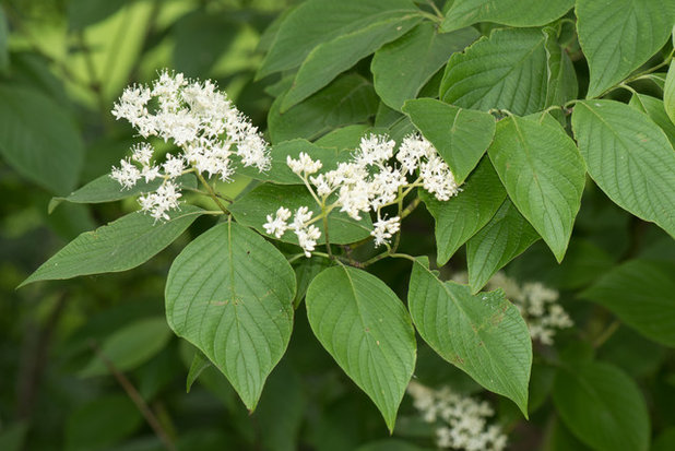 Cornus Rugosa, an Understated, Elegant Native Dogwood