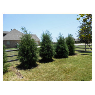 Row of Eastern Red Cedar Trees along fence - Rustic - Landscape ...
