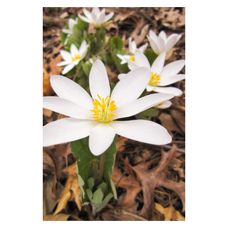 Sanguinaria canadensis / Bloodroot - Landscape - Minneapolis - by ...