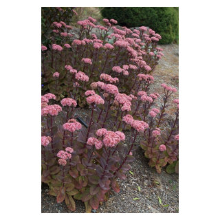Sedum Matrona.jpg - Landscape - Vancouver - by CYAN Horticulture | Houzz