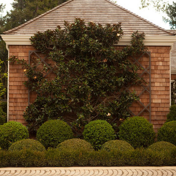 Espalier Magnolia - Photos & Ideas | Houzz