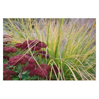 Showy Stonecrop - Landscape - Burlington - by Paintbox Garden | Houzz