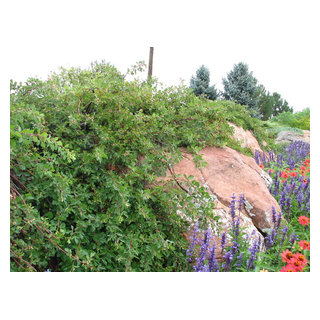 Skunkbush Sumac - Landscape - Denver - by Plant Select® | Houzz