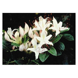 Smooth Azalea - Traditional - Landscape - Other - by Sherman C. Runions ...