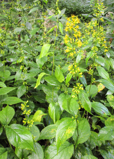 Great Design Plant: Solidago Flexicaulis Colors the Fall Shade Garden