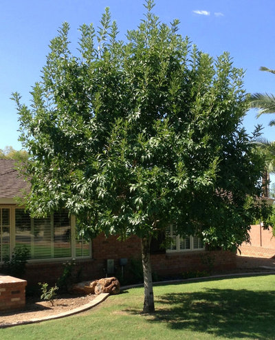 10 Essential Native Trees for Southwestern Gardens