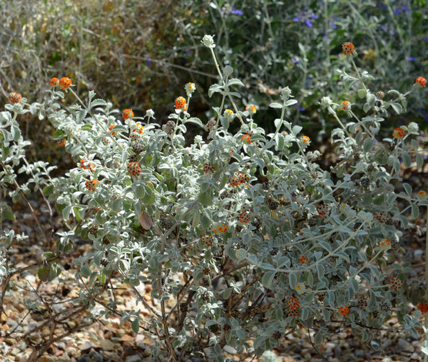 10 Essential Native Shrubs for Southwestern Gardens